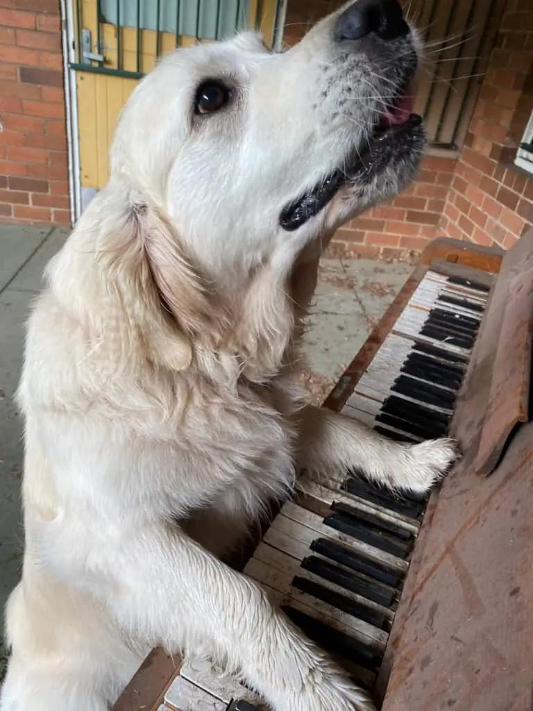 Meet Monty the Dog Detective! • Good Reading