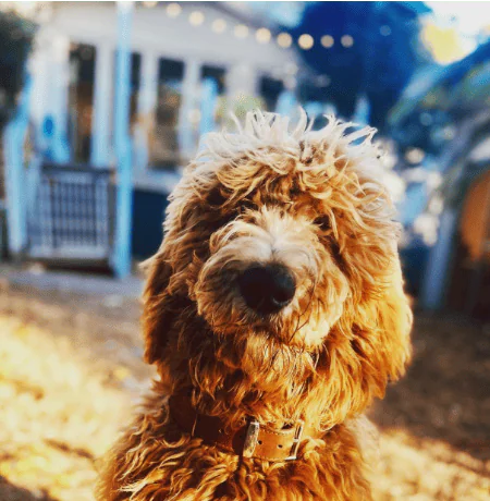 Giggling with Matt Stanton and Funny Kid! • Good Reading