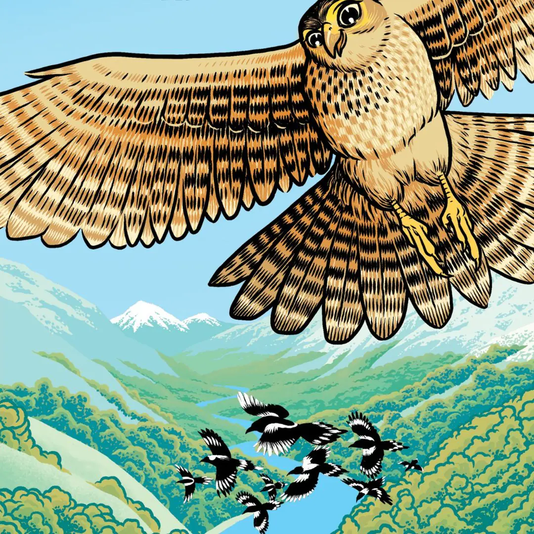 Shelley Burne-Field on Brave Kahu and the Porangi Magpie